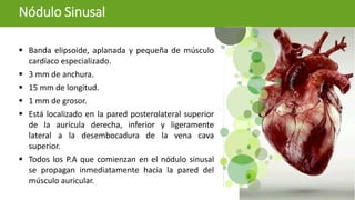 Electrofisiologia del corazon | PPTX