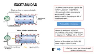 ELECTROFISIOLOGIA CARDIACA, POTENCIAL DE ACCION | PPTX