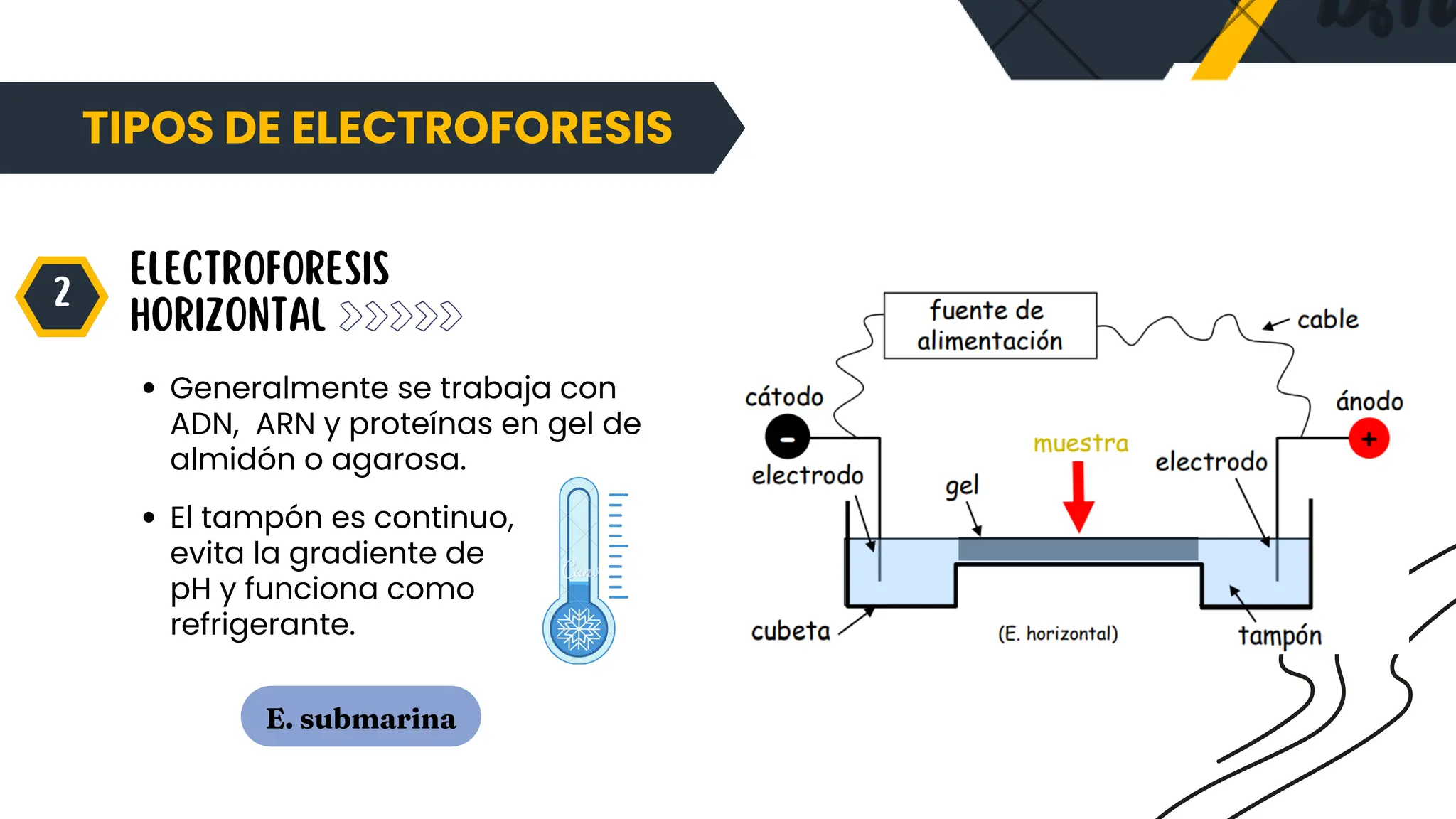 Electroforesis (1).pdf