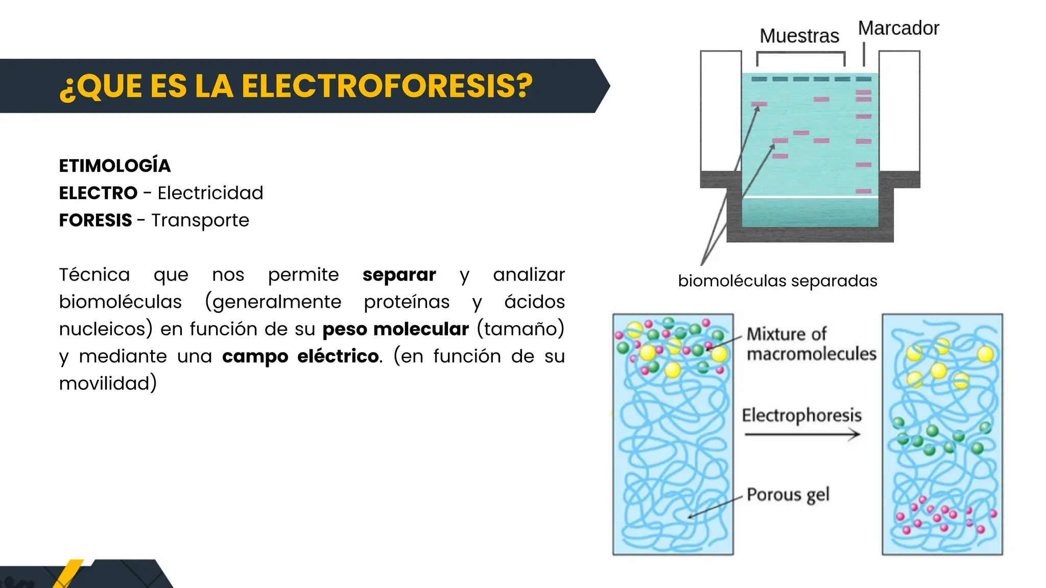 Electroforesis (1).pdf