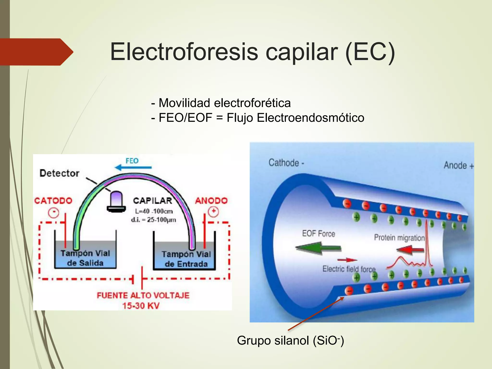 Electroforesis capilar | PPTX