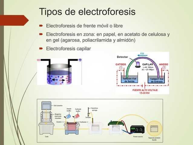 Electroforesis capilar | PPT
