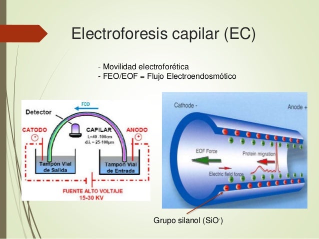 Electroforesis capilar