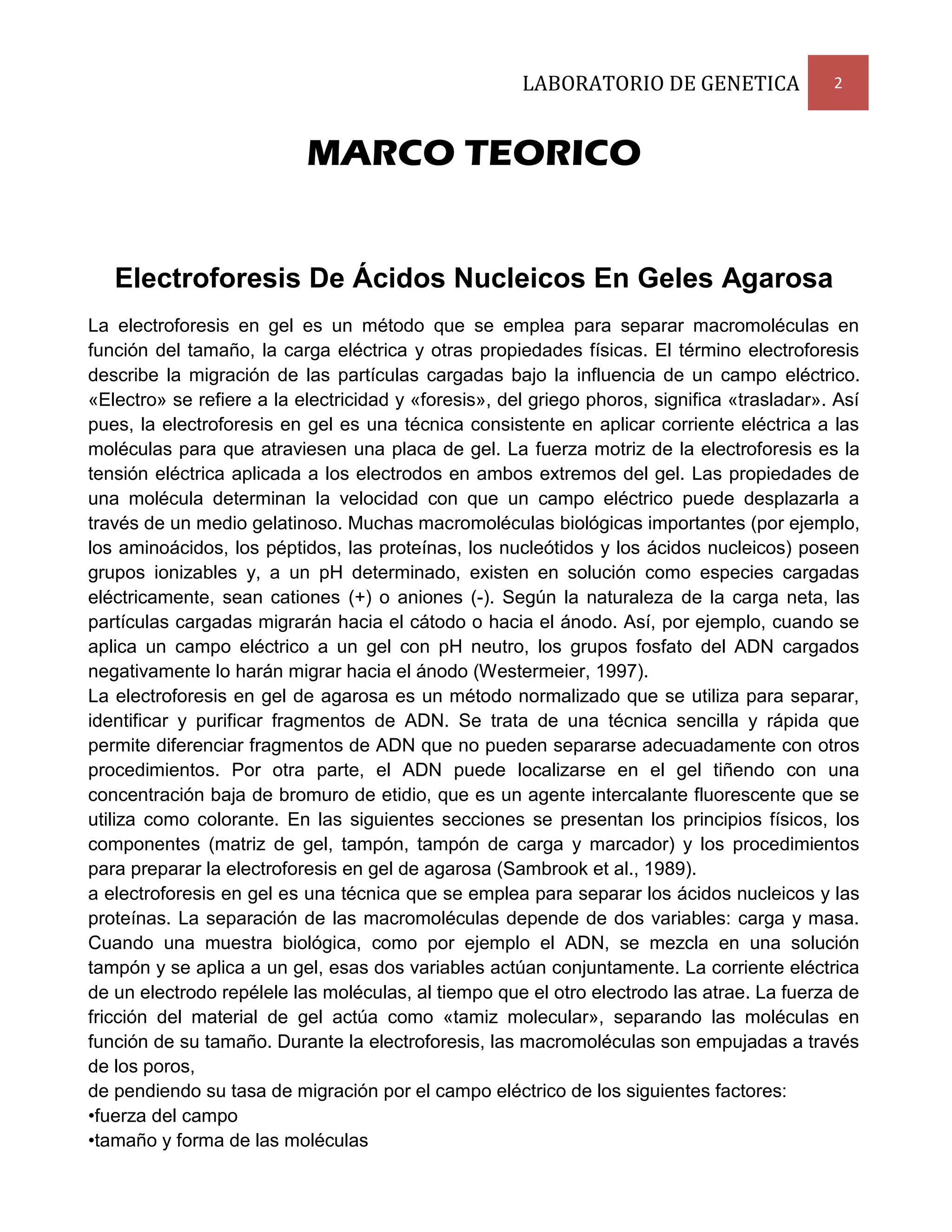 Electroforesis de Acidos Nucleicos en Geles de Agarosa - Genetica UNAH ...