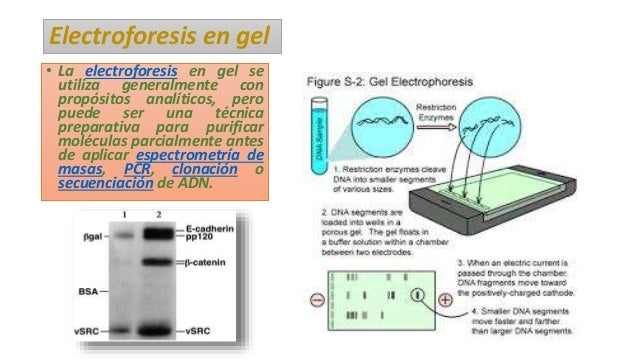 Electroforesis exp.