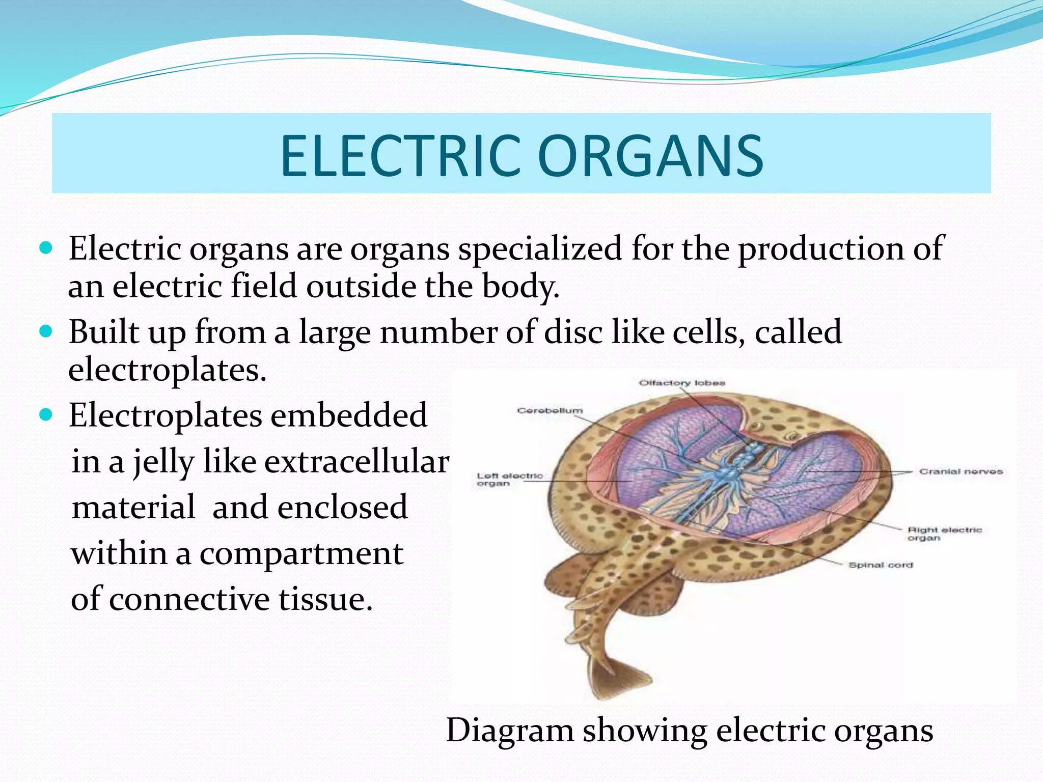 ELECTROGENESIS IN FISHES By ABDUR ROUF SAMIM | PPTX