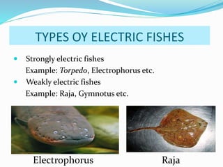 ELECTROGENESIS IN FISHES By ABDUR ROUF SAMIM | PPTX