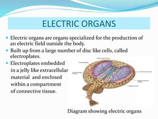 ELECTROGENESIS IN FISHES By ABDUR ROUF SAMIM | PPTX