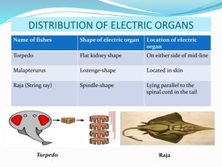 ELECTROGENESIS IN FISHES By ABDUR ROUF SAMIM | PPTX