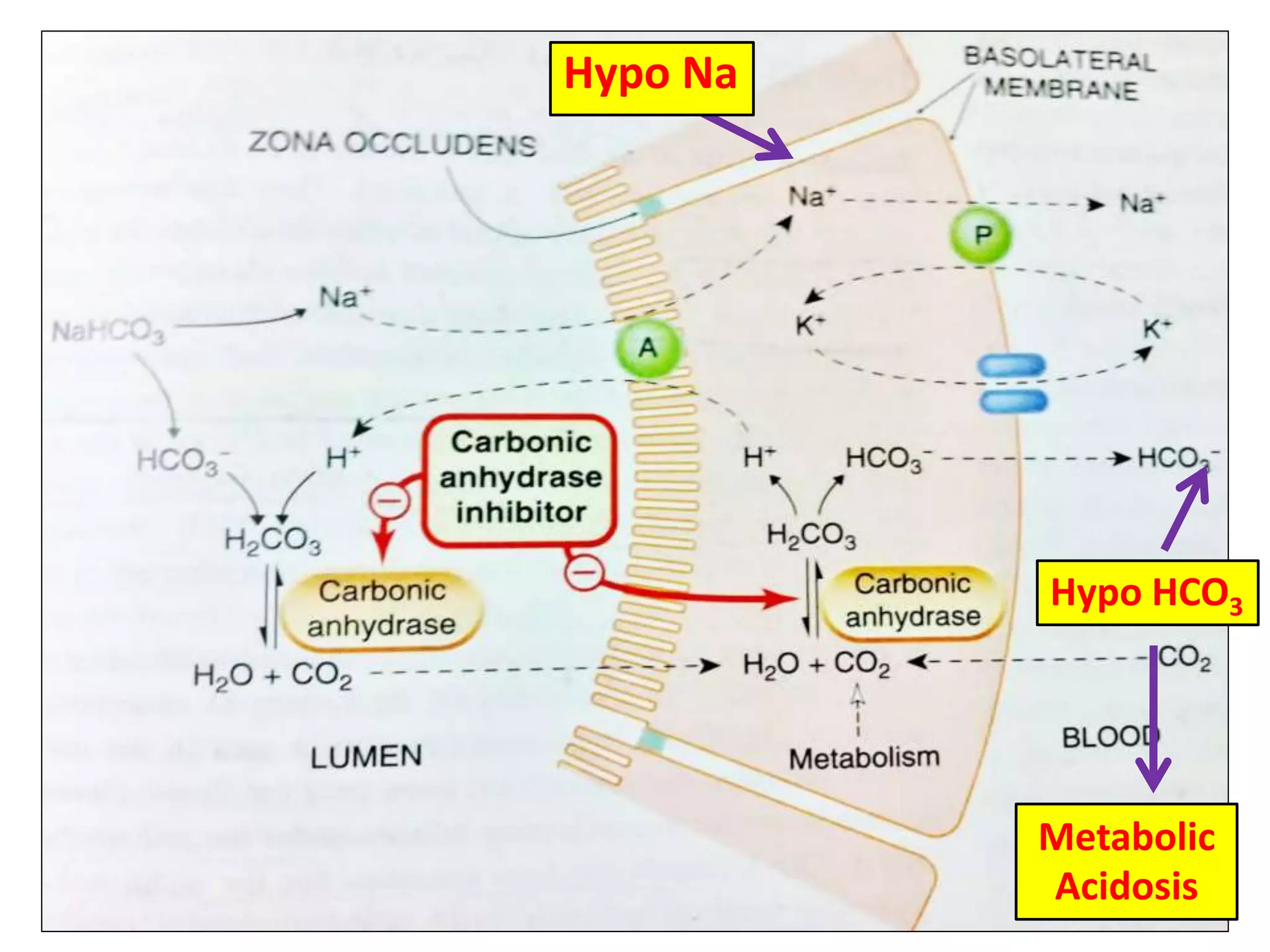 Electrolyte | PPTX