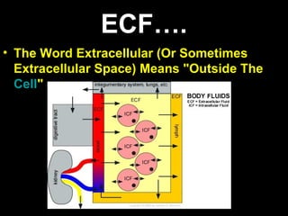 Electrolyte balance | PPT