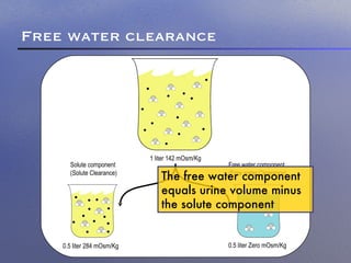 Electrolyte Free Water Clearance | PPT