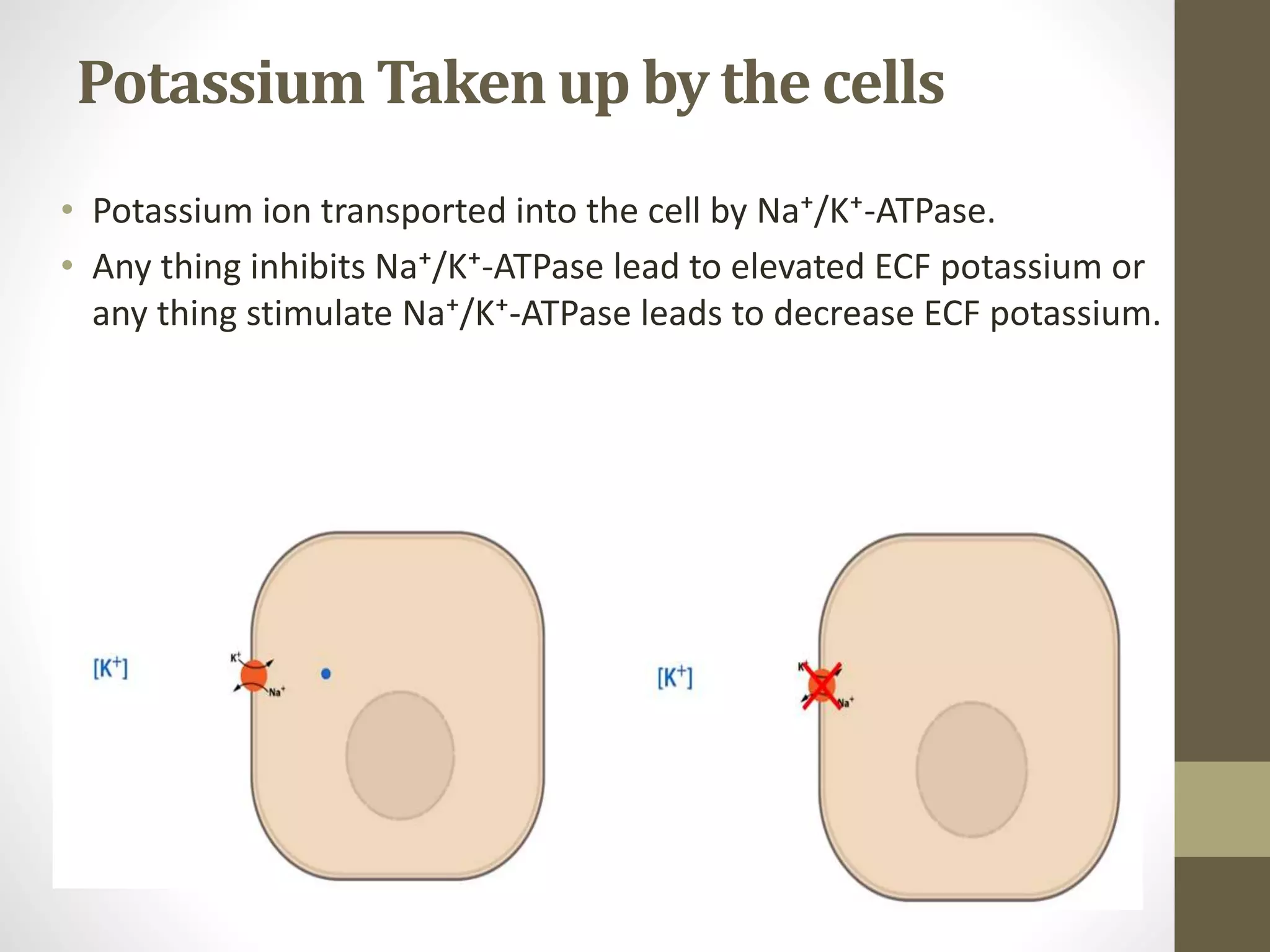 Serum Electrolytes (potassium) | PPTX