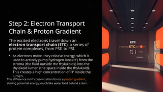 Electron-Flow-in-the-Light-Reactions-eve | PPTX