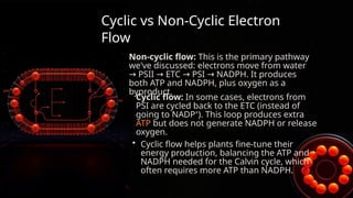 Electron-Flow-in-the-Light-Reactions-eve | PPTX