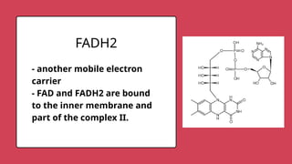 Electron-Transport-Chain-by-Plariza.pptx