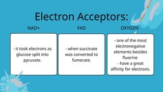 Electron-Transport-Chain-by-Plariza.pptx