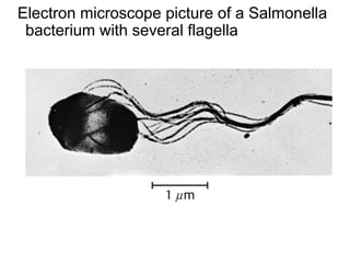 Electron and light micrographs | PPTX