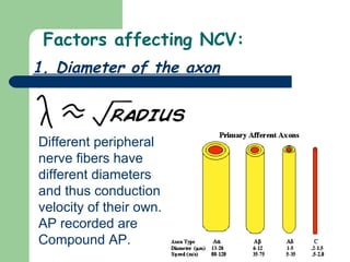 Electroneurography | PPT