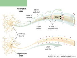 Electroneurography | PPT