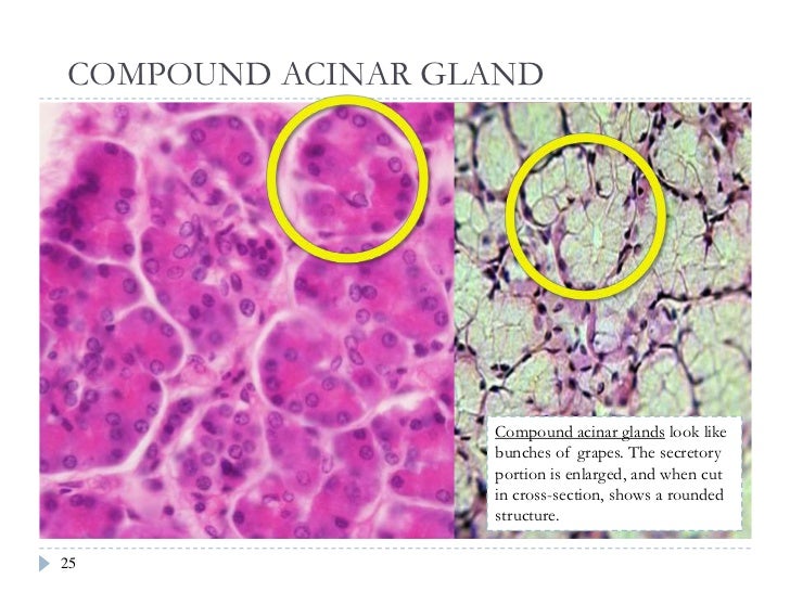 Electronic Notebook -- Stacie