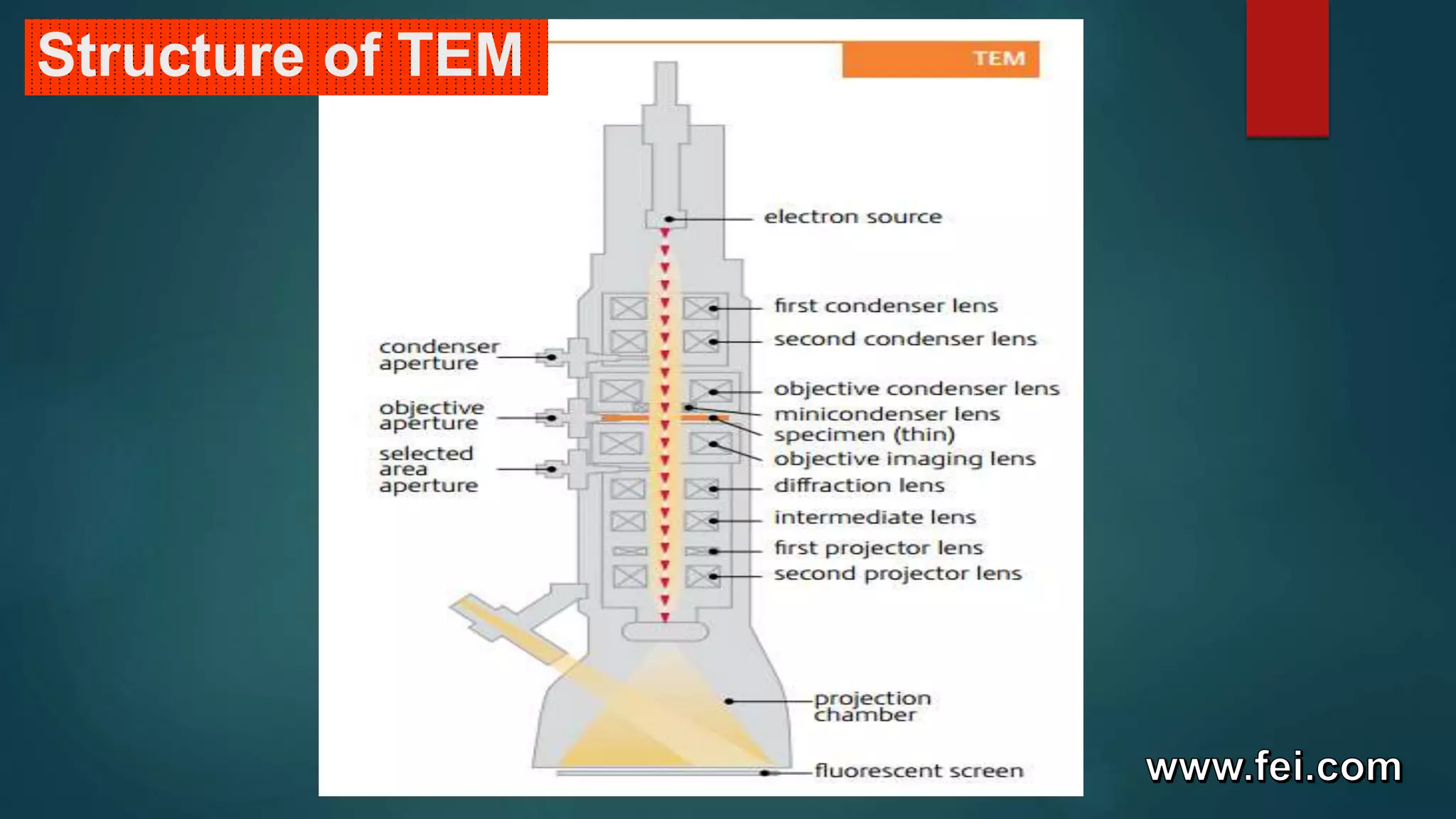 Electron microscope - SEM and TEM | PPTX