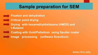 Electron microscope - SEM and TEM | PPTX