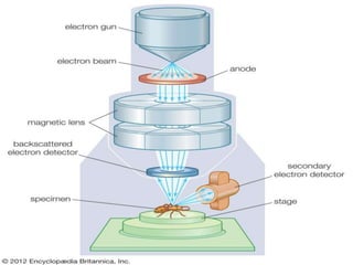 Electron microscope | PPT