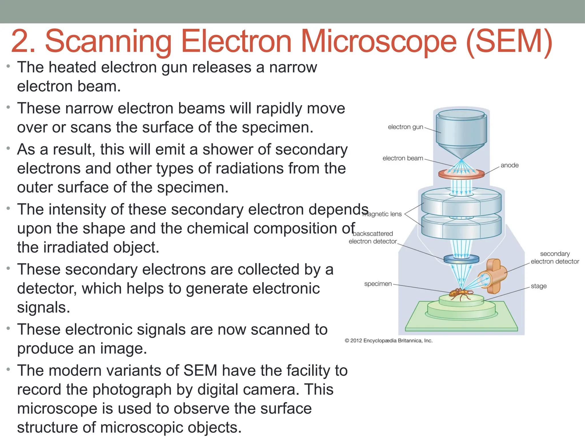 Electron Microscope (principle, operation procedure, types, TEM, SEM ...
