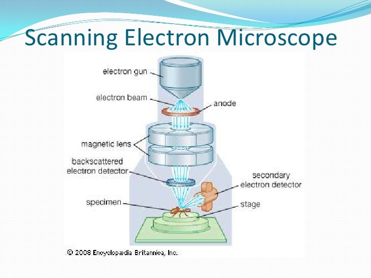 Electron Microscope Shanthakumar
