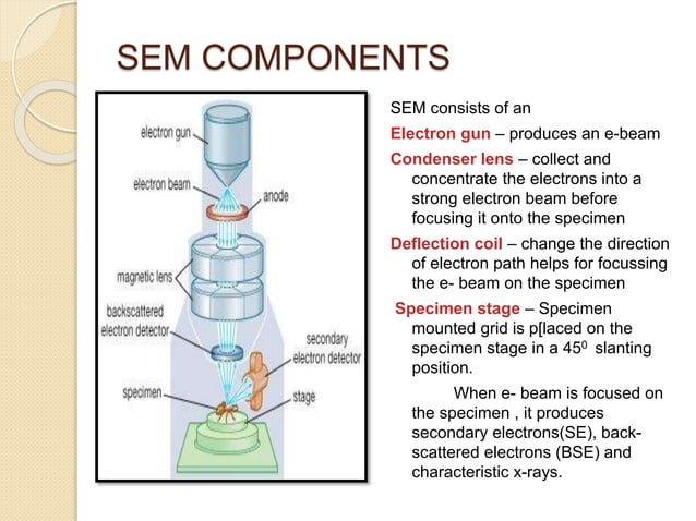 Electron microscope ppt | PPTX | Physics | Science