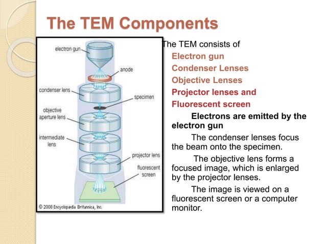 Electron microscope ppt | PPTX | Physics | Science
