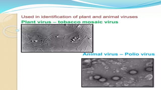 ELECTRON MICROSCOPE TYPES: SEM & TEM NOTES PPT | PPTX