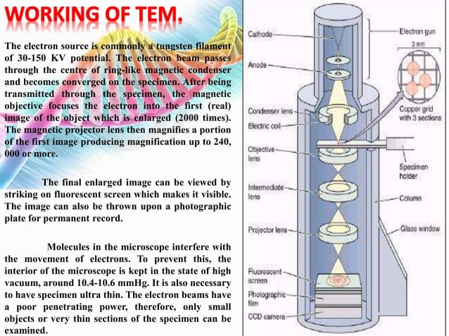 Electron microscope (TEM & SEM) | PPTX