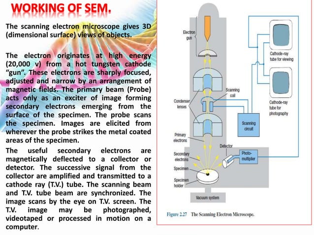 Electron microscope (TEM & SEM) | PPTX