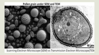 Electron microscopy | PPTX