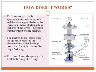 Electron microscopy (EM) | PPTX