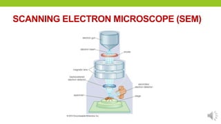 Electron microscopy | PPT