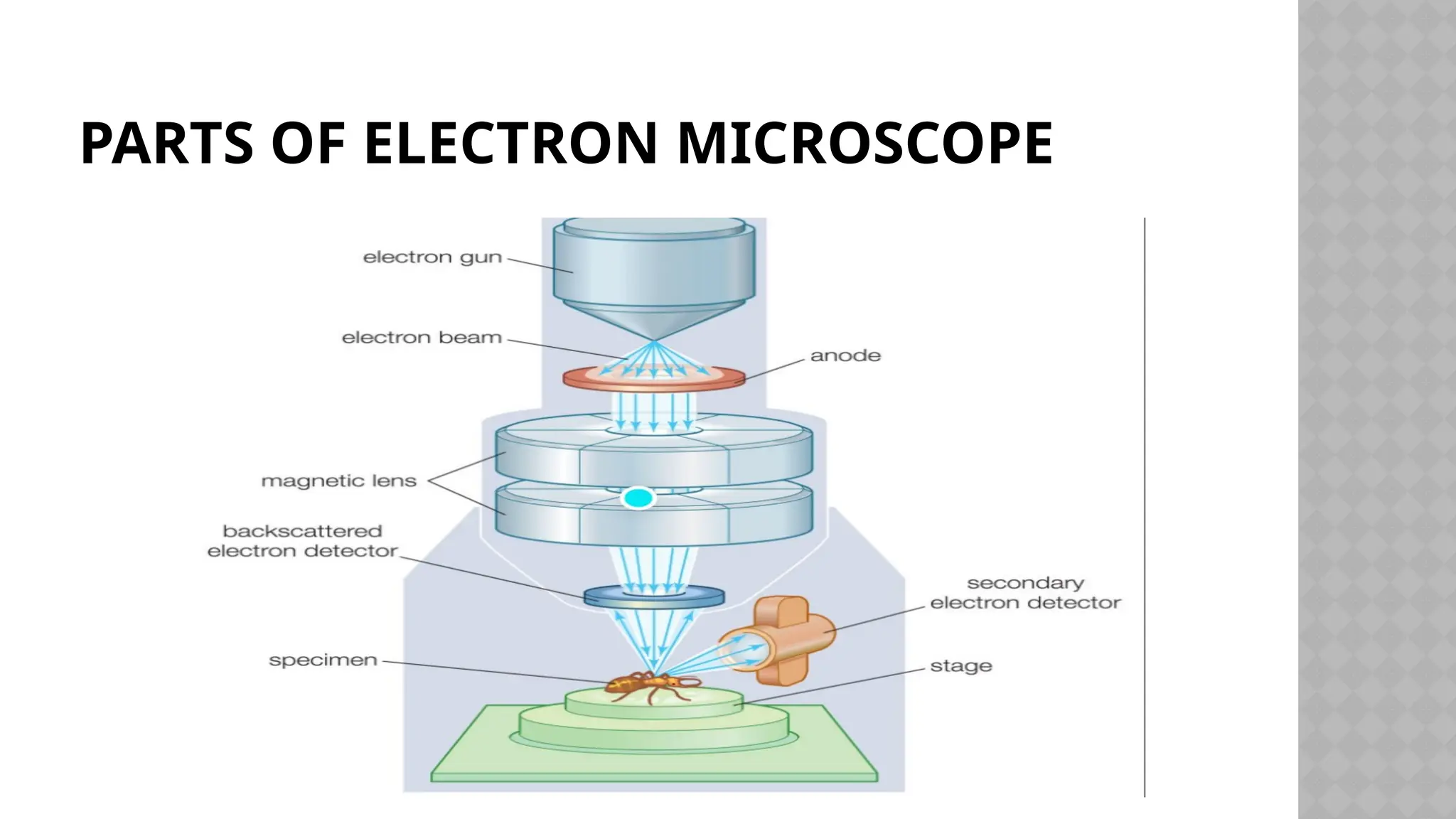 Presentation of Electron Microscopy.pptx