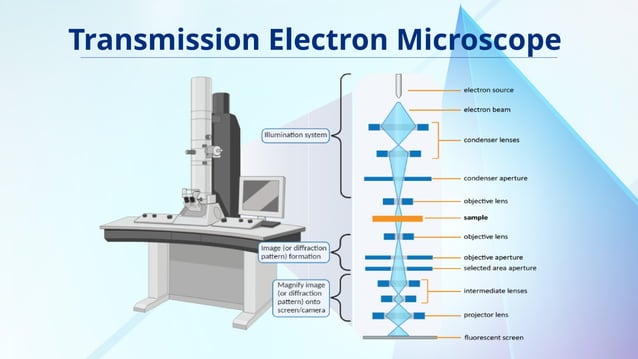 electron microscopy, types, Scanning electron microscope and ...