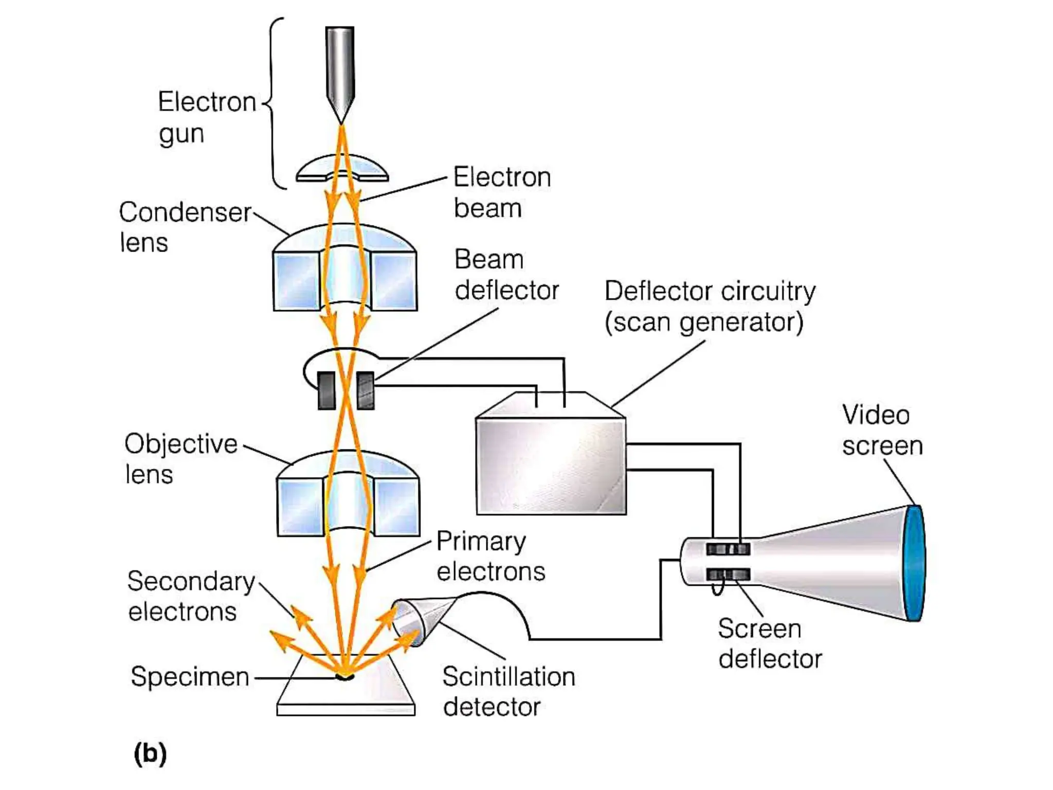 ELECTRON MICROSCOPY-Scanning Electron MicroscopySEM.pptx