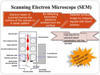 Electron microscopy by nishi kumari | PPT