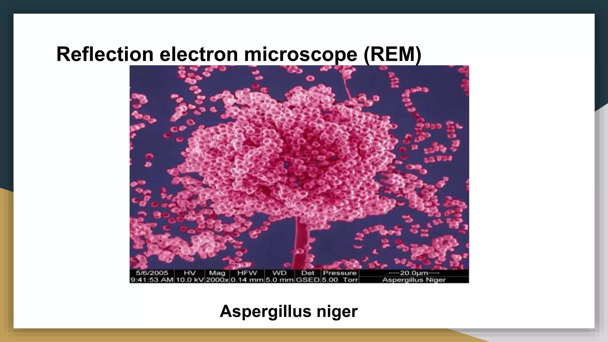 Electron microscopy to study the micro organisms | PPTX