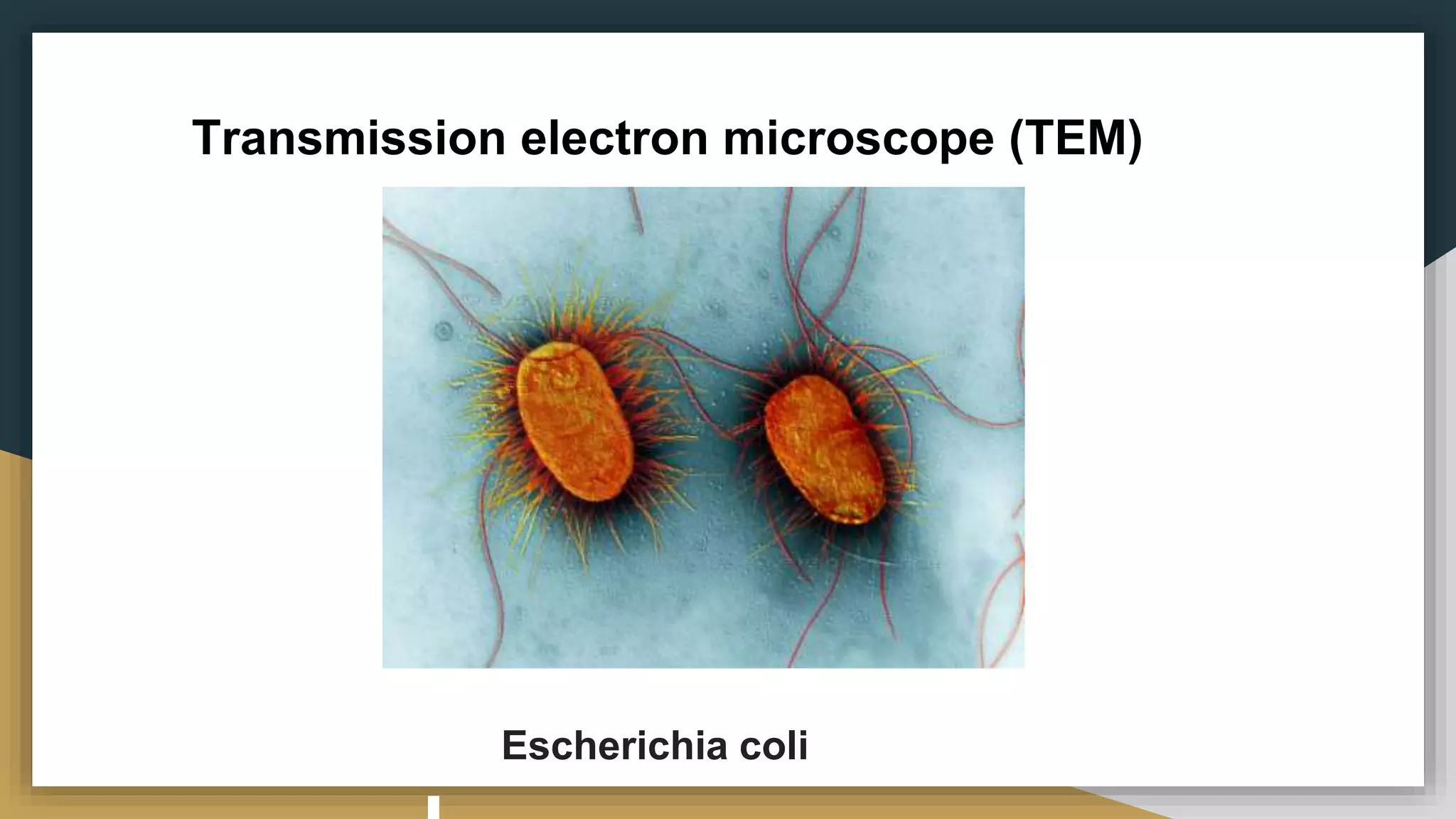 Electron microscopy to study the micro organisms | PPTX