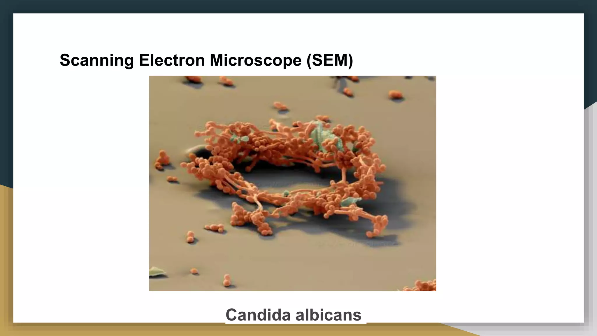 Electron microscopy to study the micro organisms | PPTX