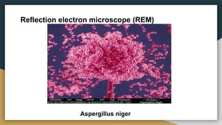 Electron microscopy to study the micro organisms | PPTX
