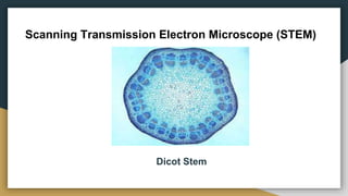 Electron microscopy to study the micro organisms | PPTX