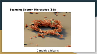 Electron microscopy to study the micro organisms | PPTX