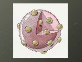 Jj Thomson Atomic Theory Plum Pudding Model