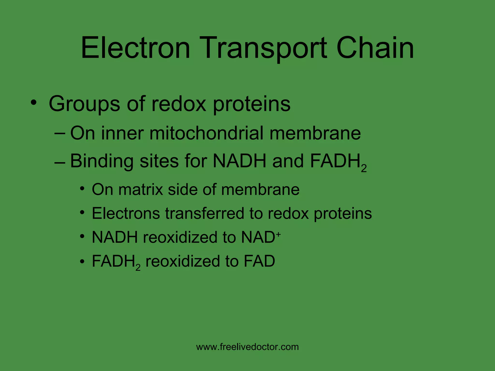 Electron Transport Chain | PPT